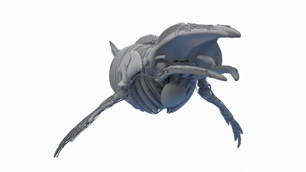 Buckelwal-Anatomie 3D-Modell - TurboSquid 1955114