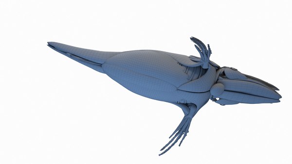 Buckelwal-Anatomie 3D-Modell - TurboSquid 1955114