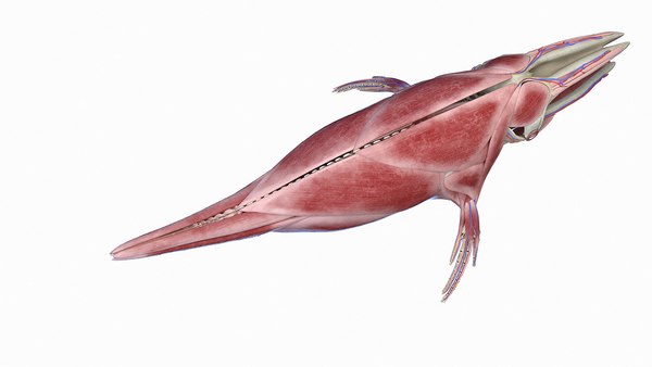 3D Humpback Whale Anatomy - TurboSquid 1955114