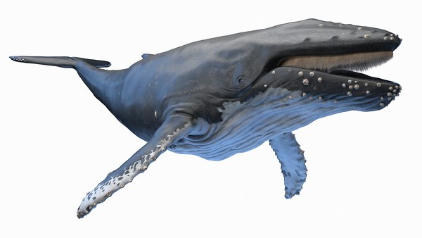 Buckelwal-Anatomie 3D-Modell - TurboSquid 1955114