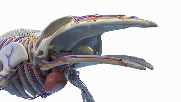 Buckelwal-Anatomie 3D-Modell - TurboSquid 1955114
