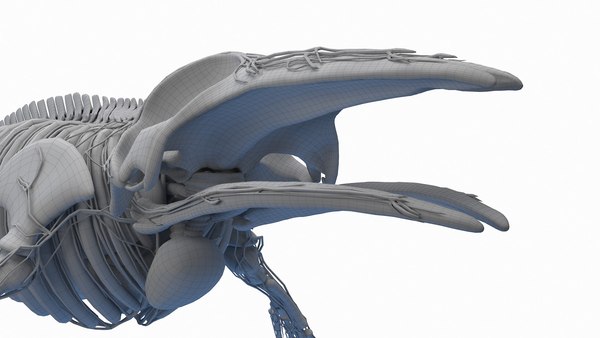Buckelwal-Anatomie 3D-Modell - TurboSquid 1955114