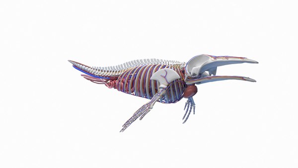 Buckelwal-Anatomie 3D-Modell - TurboSquid 1955114