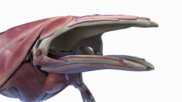 3D Humpback Whale Anatomy - TurboSquid 1955114