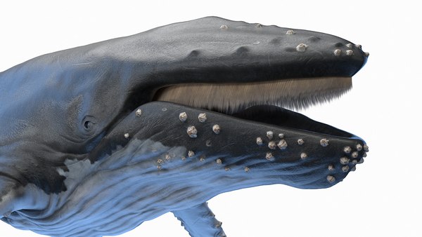 Buckelwal-Anatomie 3D-Modell - TurboSquid 1955114