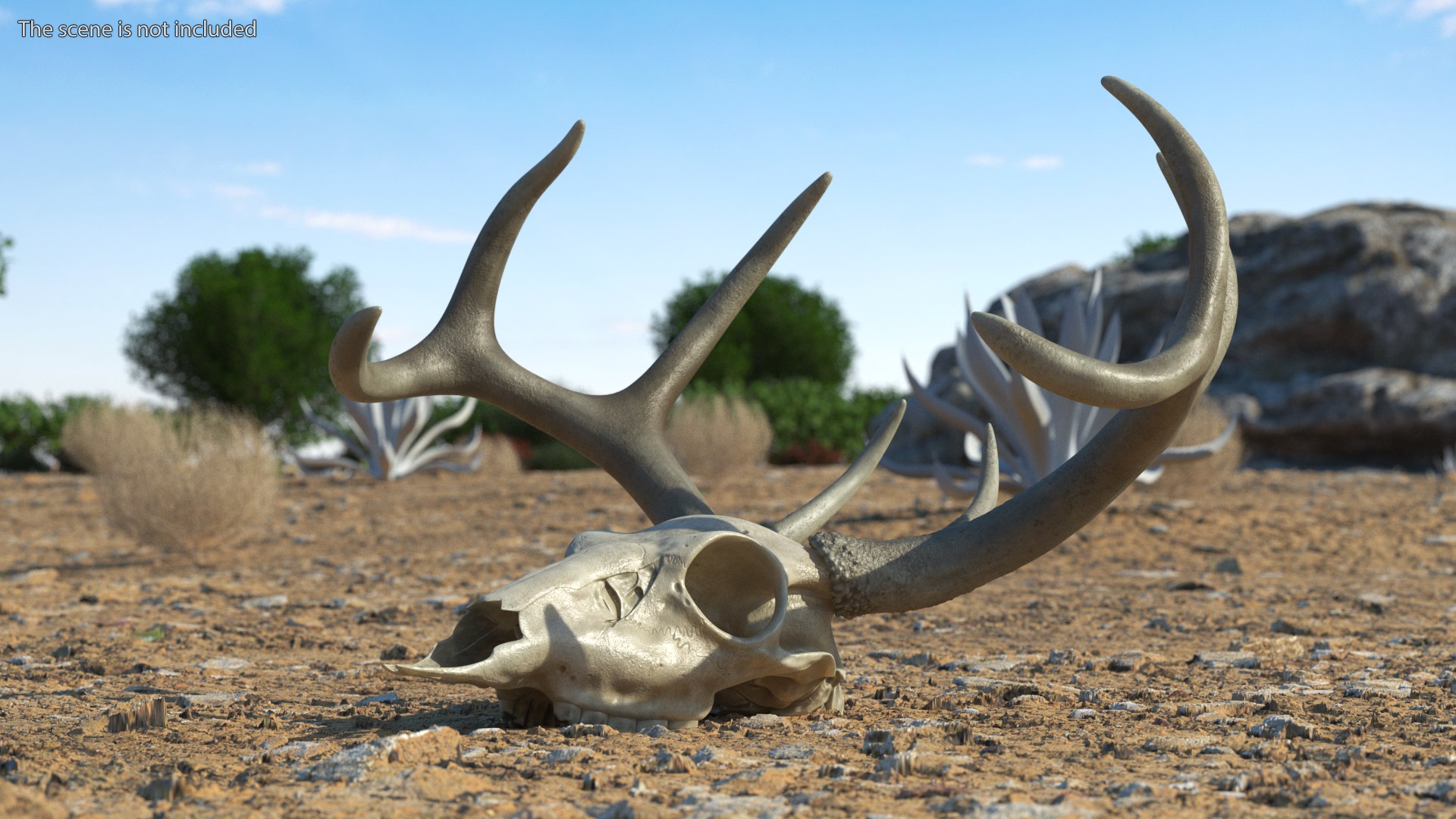 3D Skulls Collection 3 Model - TurboSquid 2199446