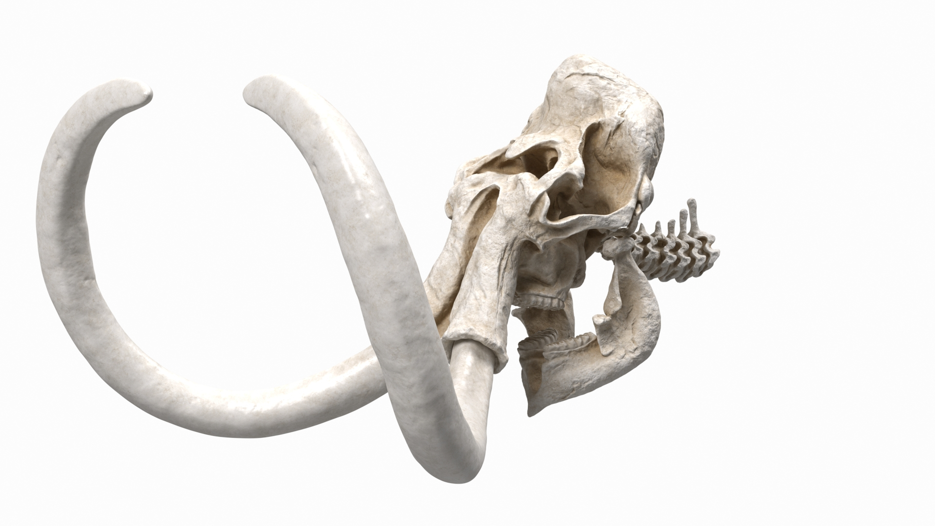 3D Skulls Collection 3 Model - TurboSquid 2199446