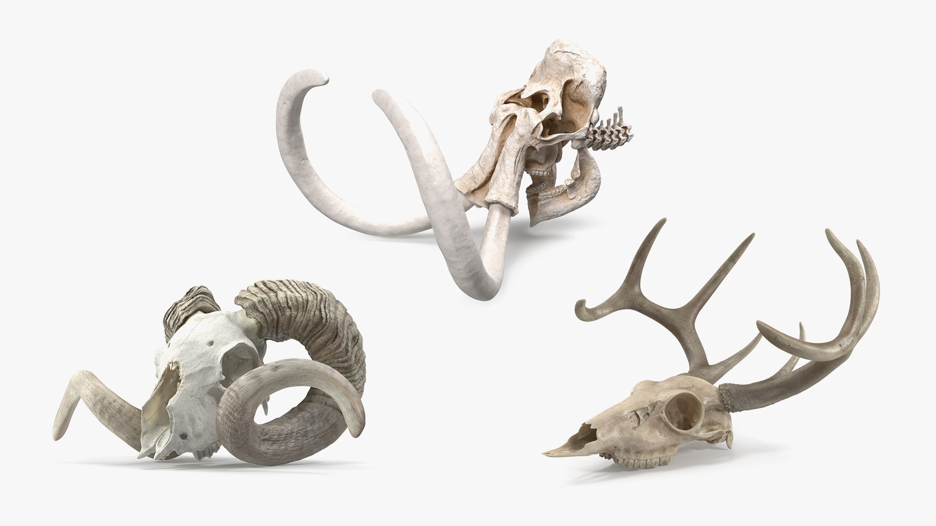 3D Skulls Collection 3 Model - TurboSquid 2199446