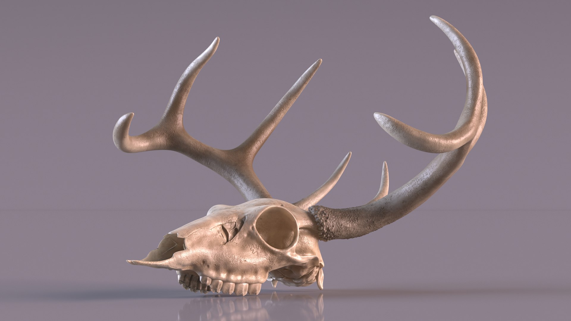 3D Skulls Collection 3 Model - TurboSquid 2199446