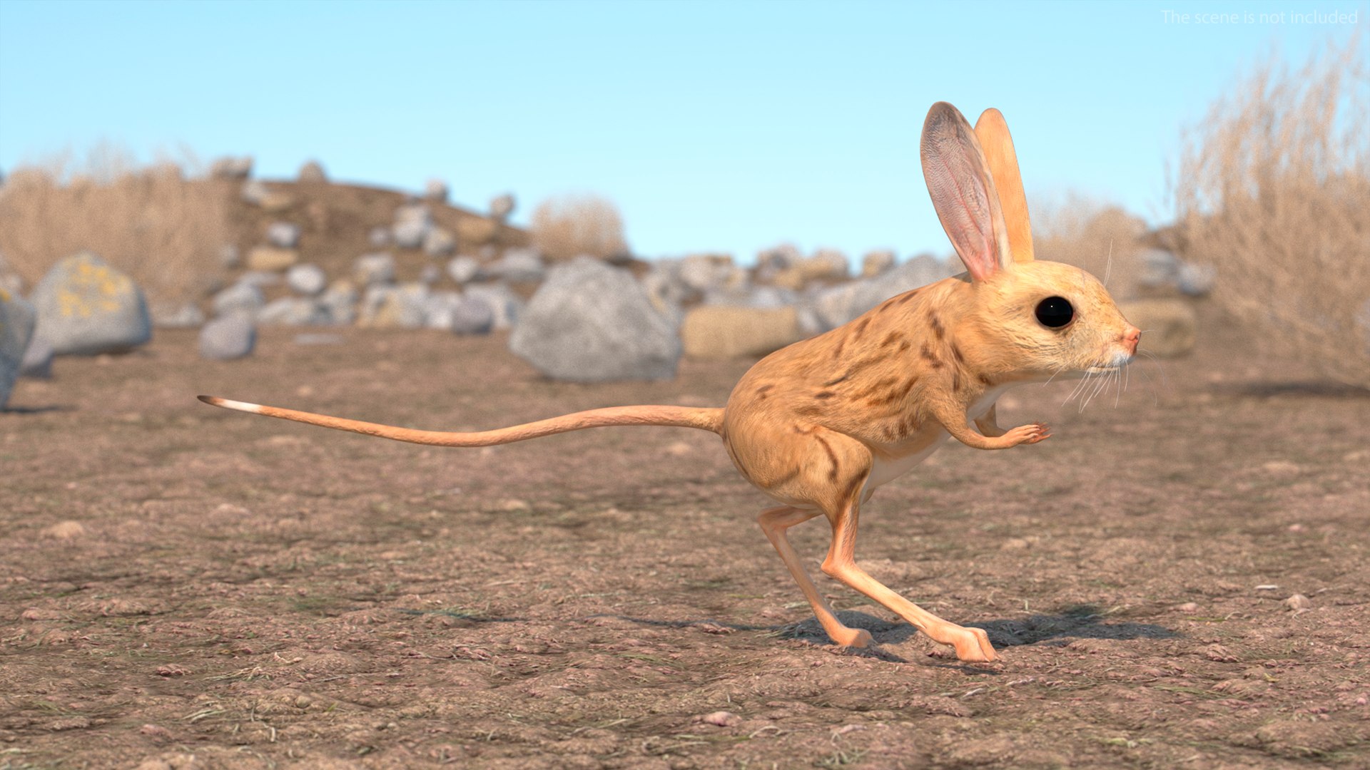 3D Desert Jerboa Rigged For Cinema 4D Model - TurboSquid 2223655
