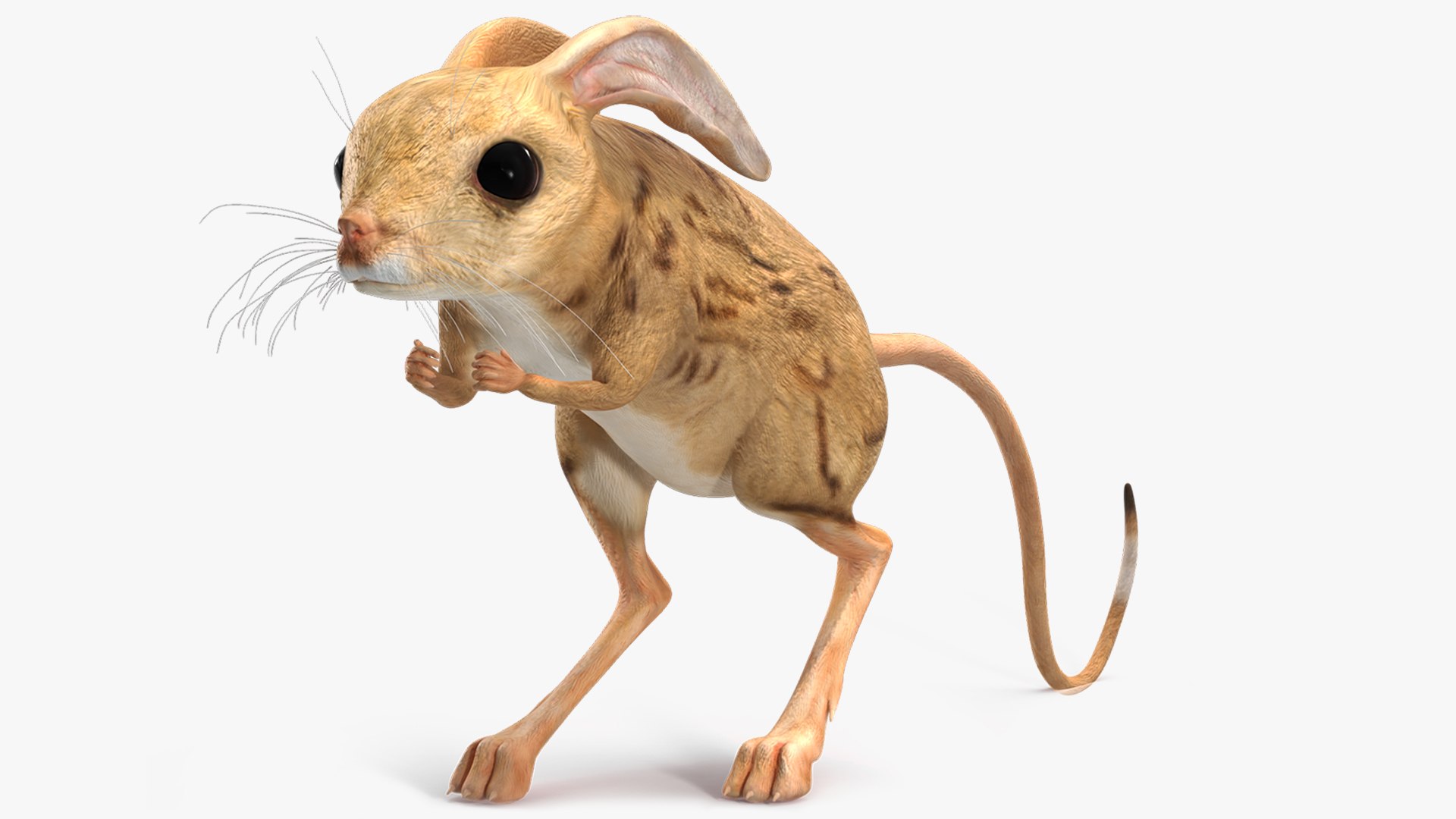 3D Desert Jerboa Rigged For Cinema 4D Model - TurboSquid 2223655