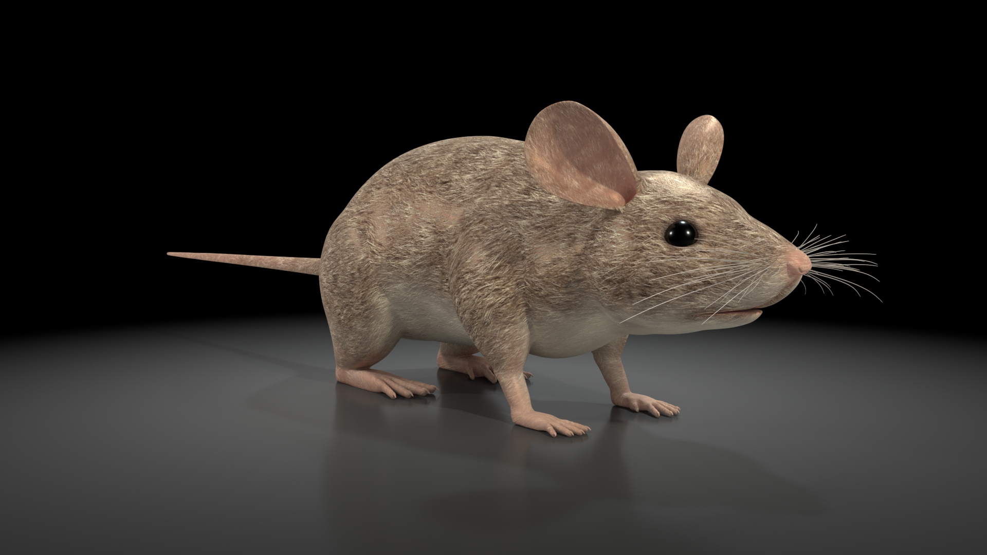 3D Mouse - TurboSquid 2258839