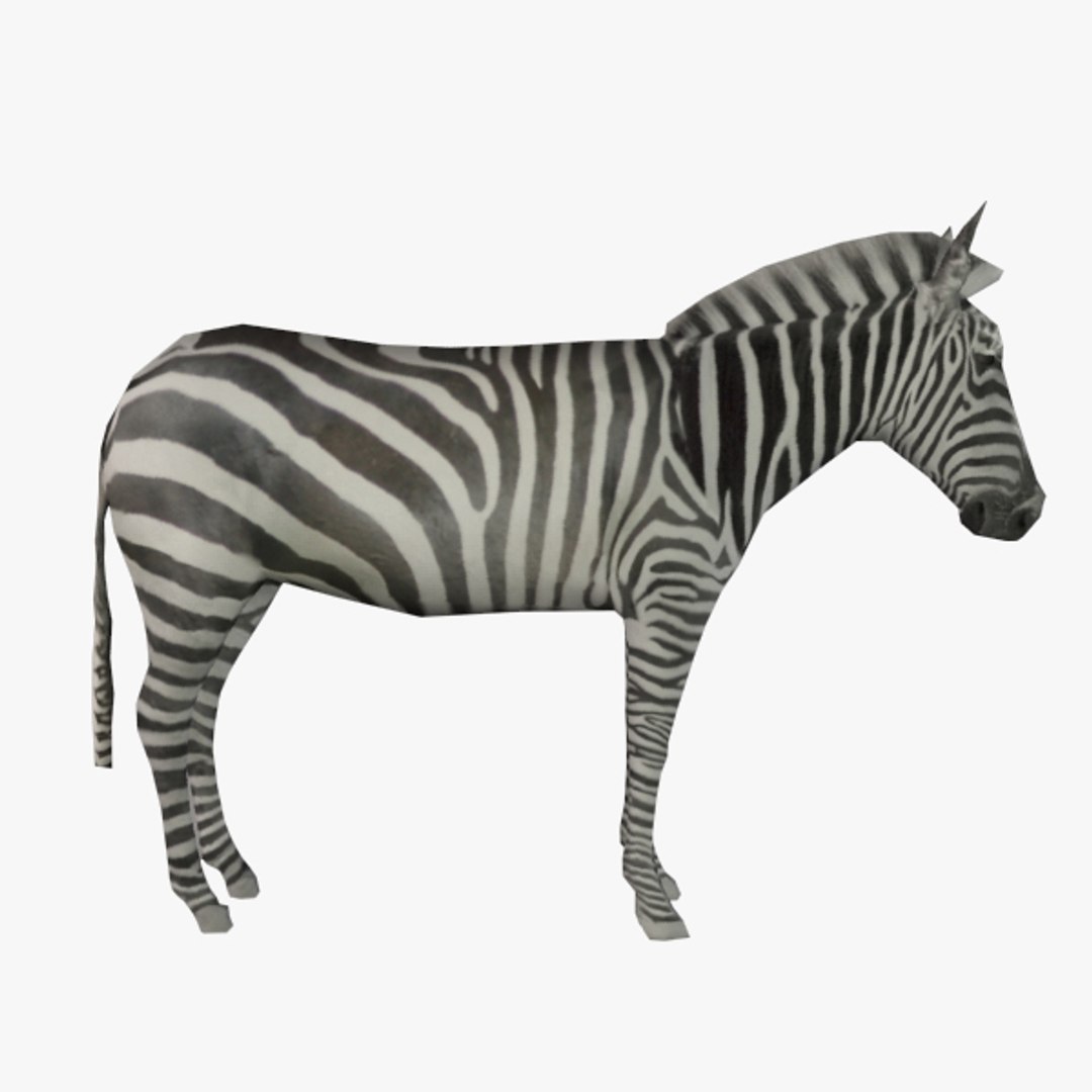 Max Zebra