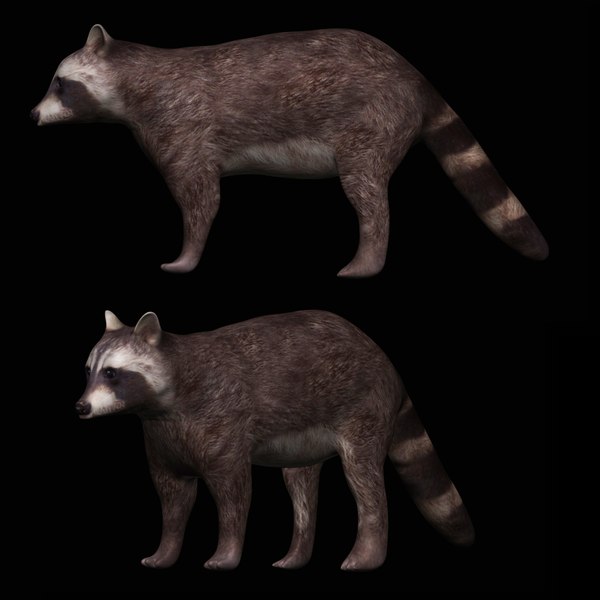 modelo 3d Mapache marrón poligonal bajo completamente aparejado ...