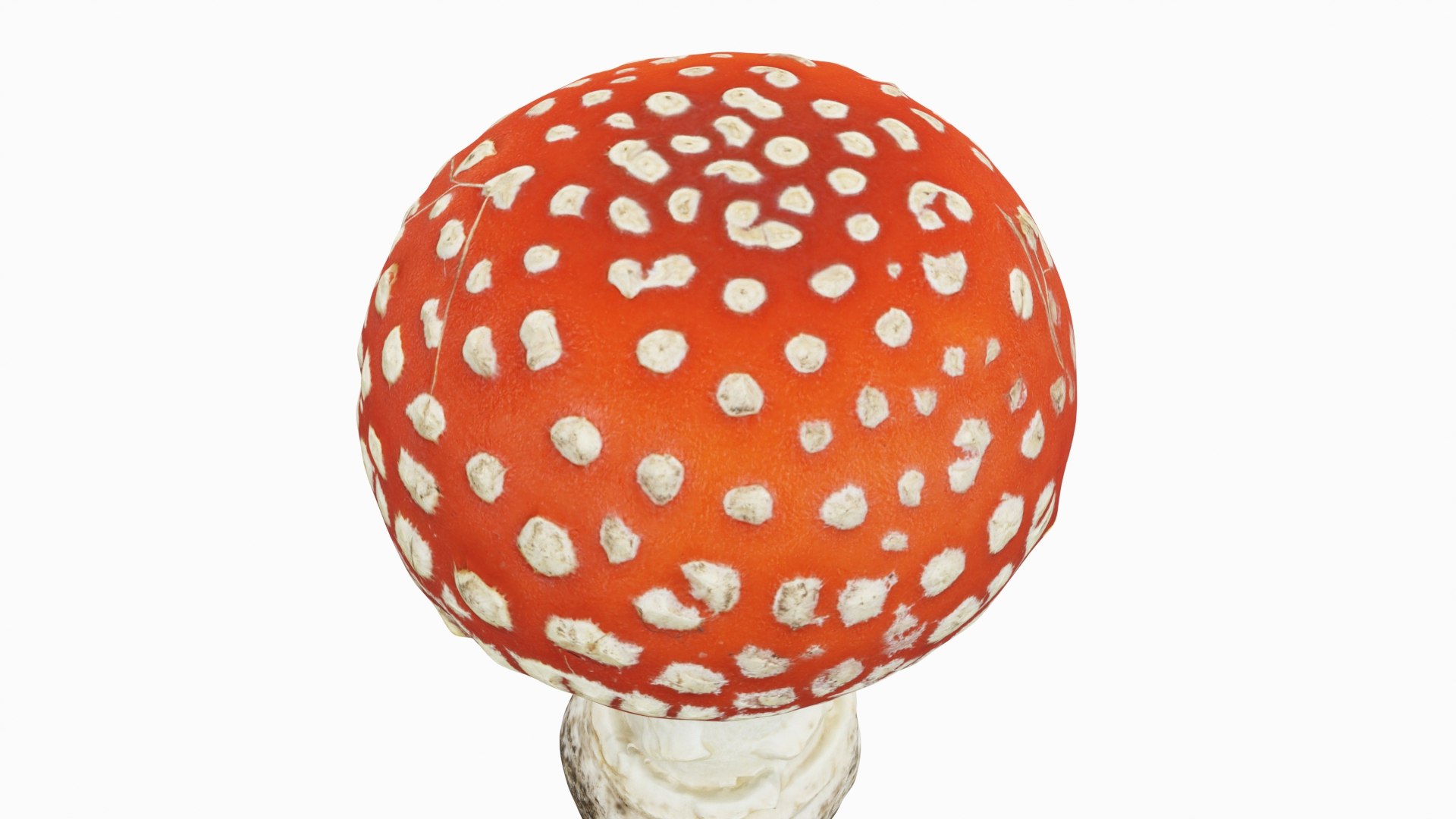 Toadstool 4 Model - TurboSquid 1805359