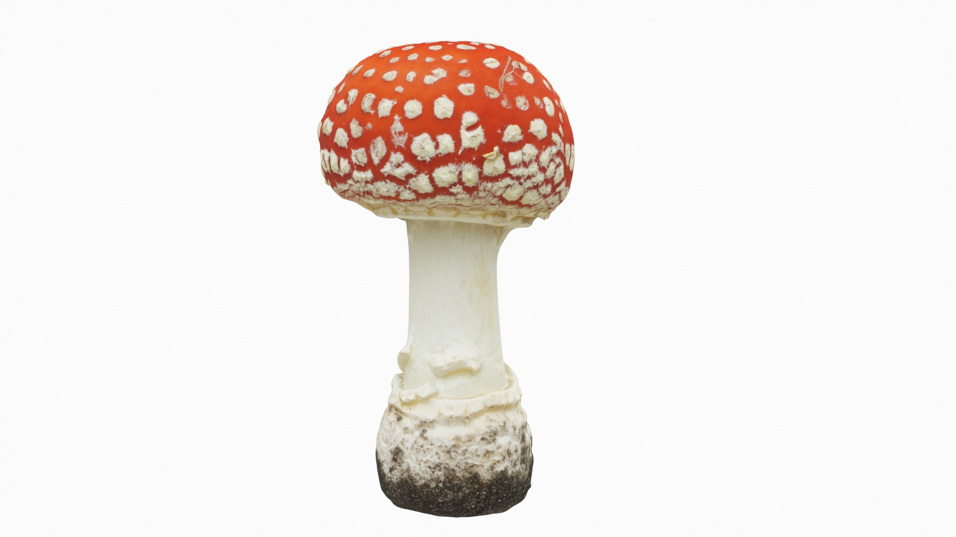 Toadstool 4 Model - TurboSquid 1805359