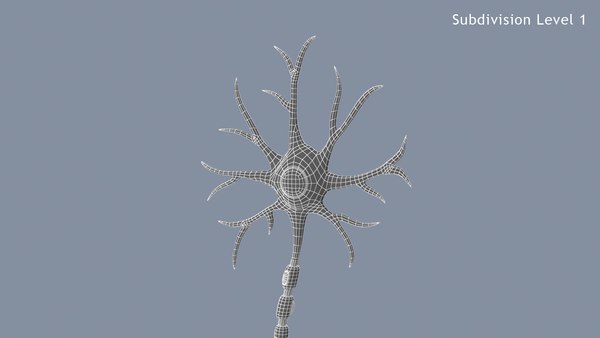 modelo 3d Neuron Anatomy - TurboSquid 2001382