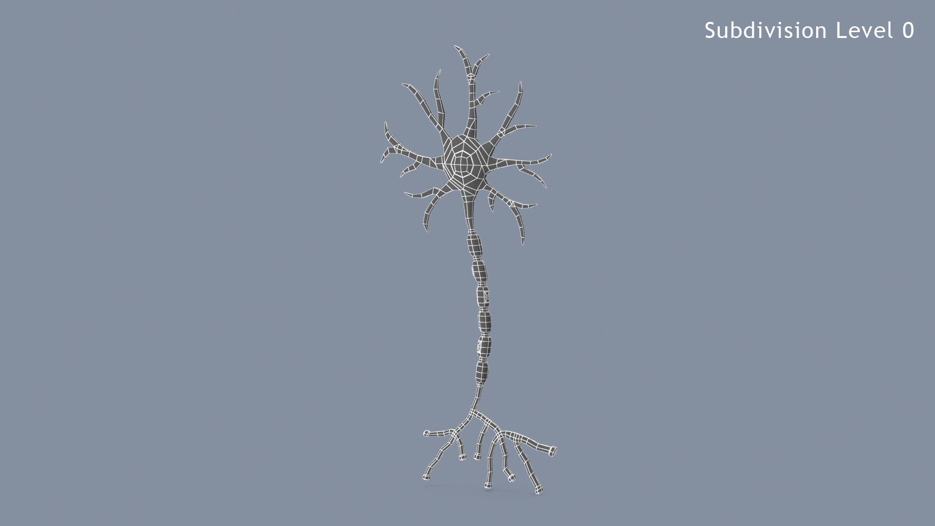 3D Neuron Anatomy - TurboSquid 2001382