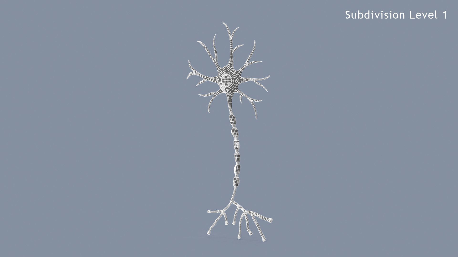 3D Neuron Anatomy - TurboSquid 2001382