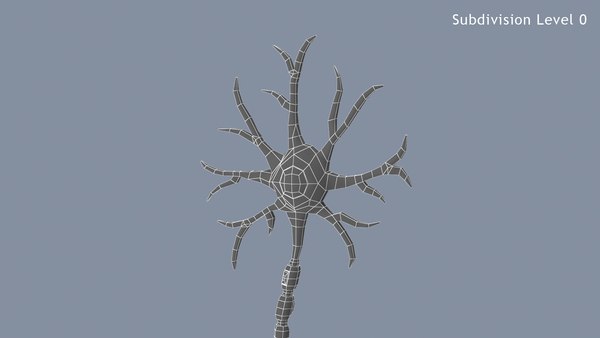 modelo 3d Neuron Anatomy - TurboSquid 2001382
