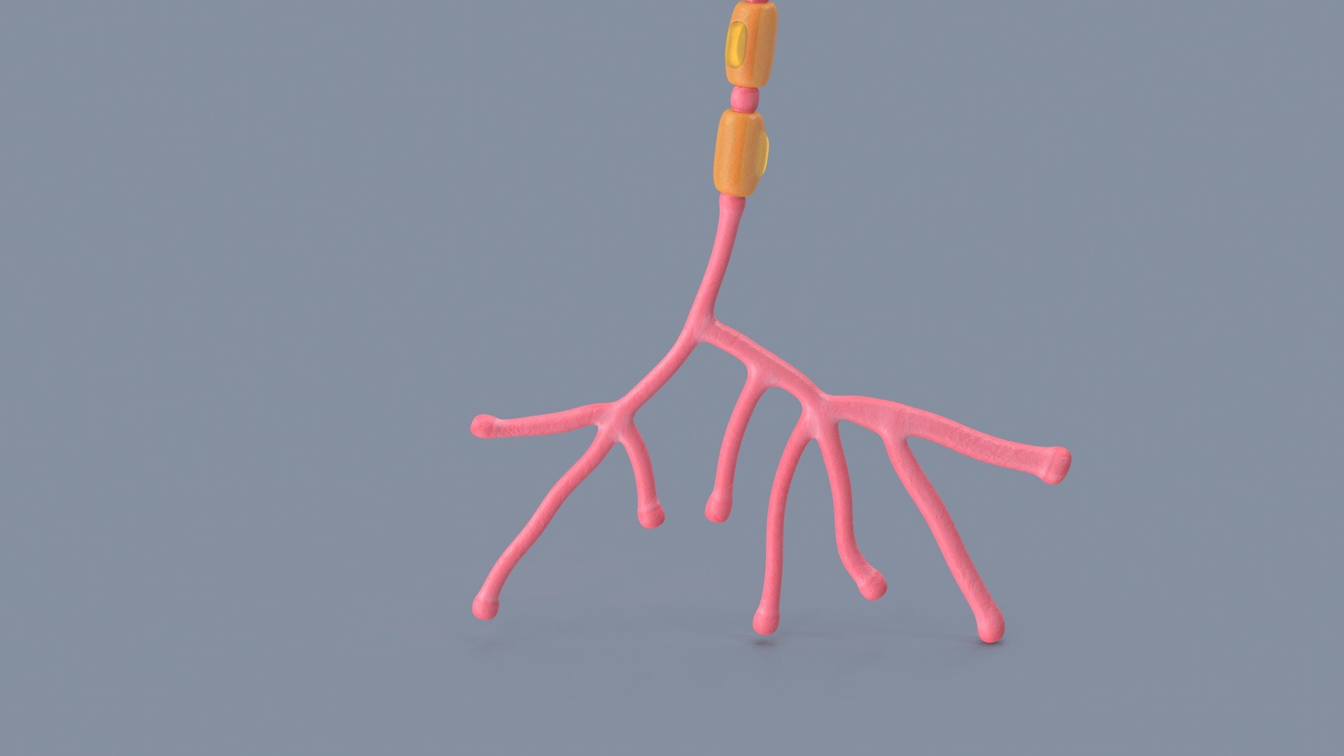 3D Neuron Anatomy - TurboSquid 2001382