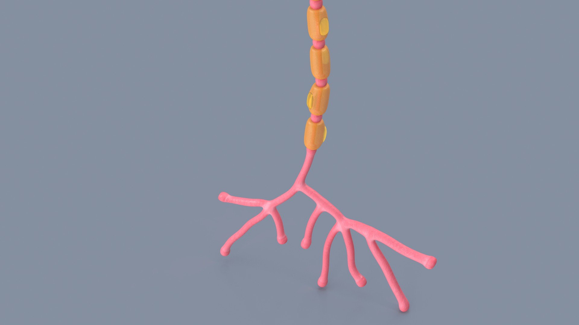 3D Neuron Anatomy - TurboSquid 2001382