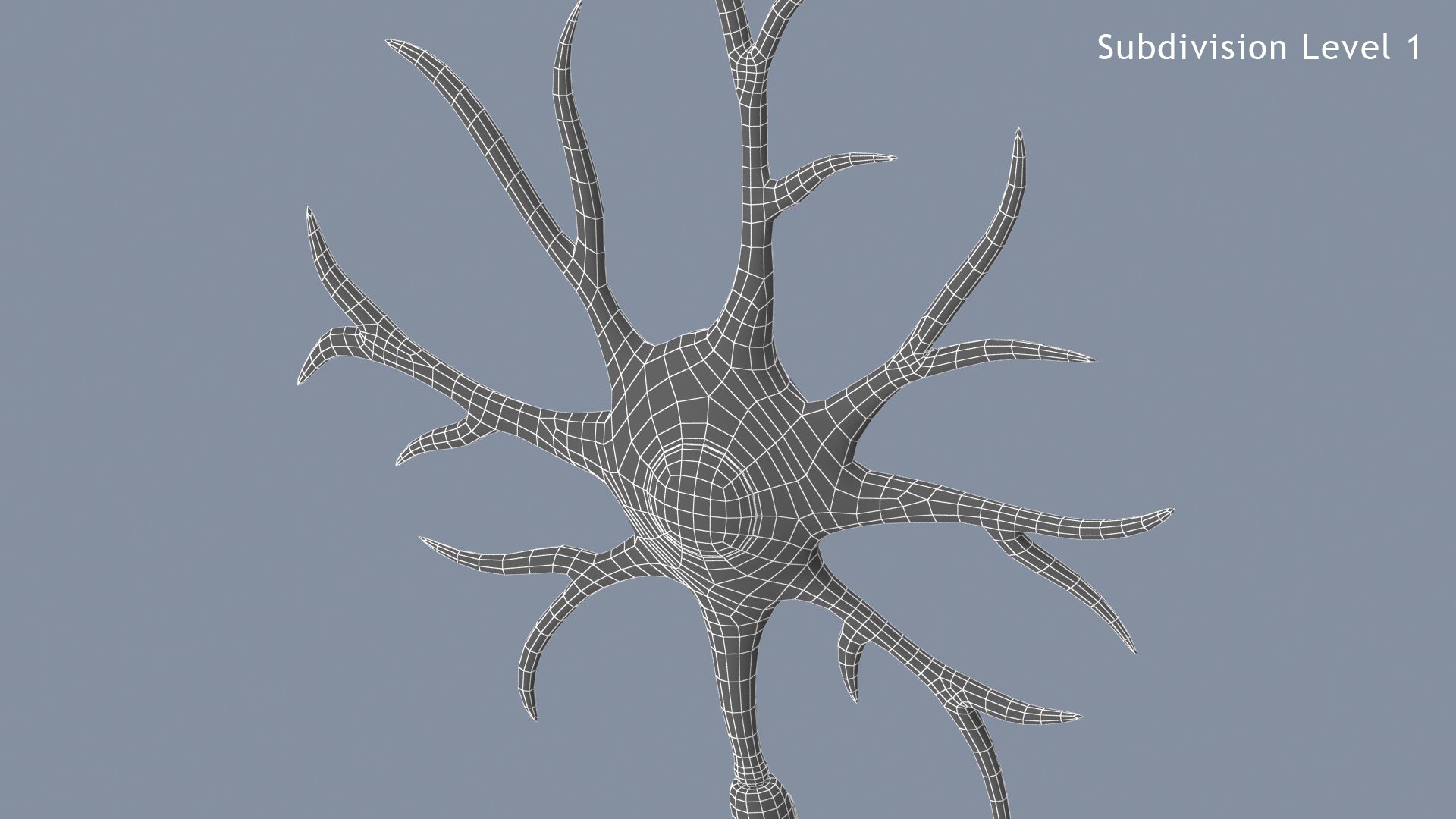 3D Neuron Anatomy - TurboSquid 2001382