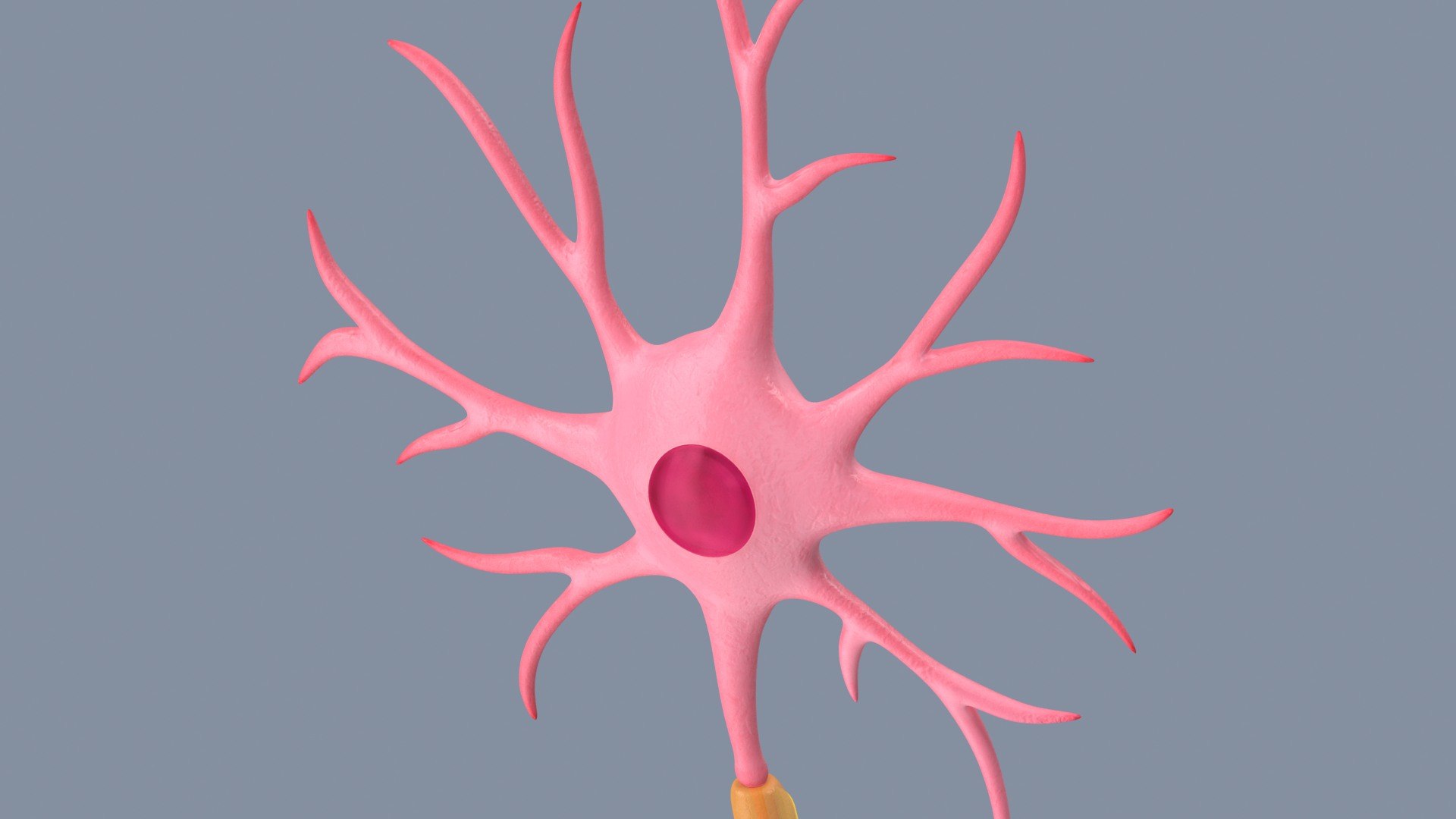 3D Neuron Anatomy - TurboSquid 2001382