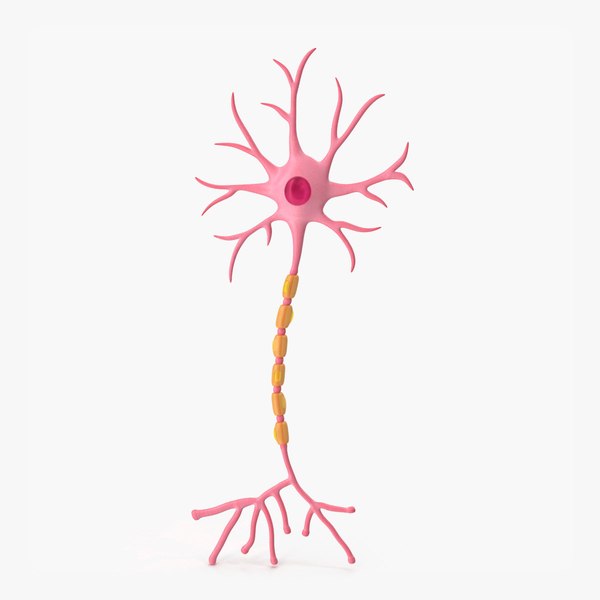 Nerve Cell 3D Models for Download | TurboSquid