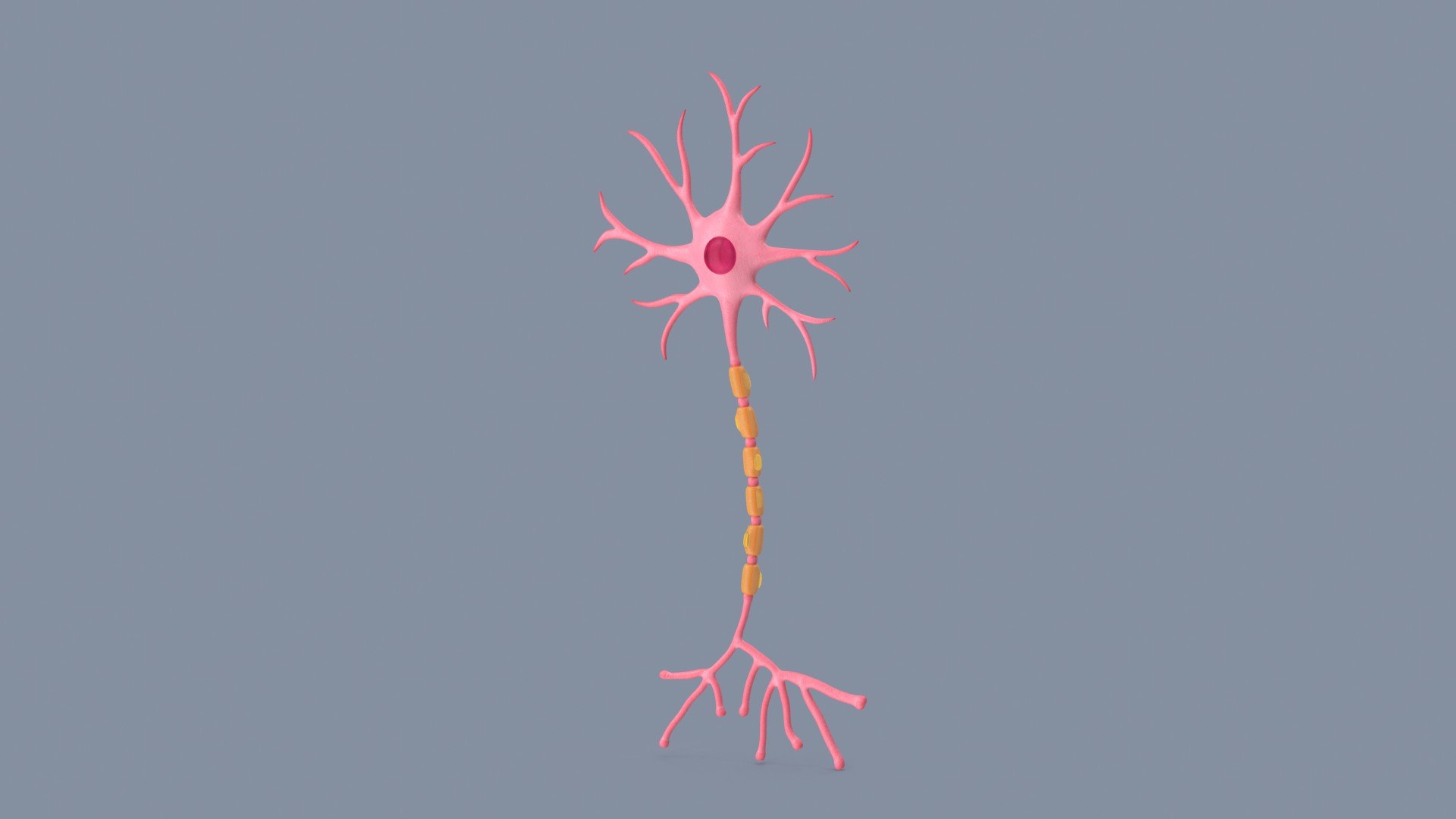 3d Neuron Anatomy Turbosquid 2001382