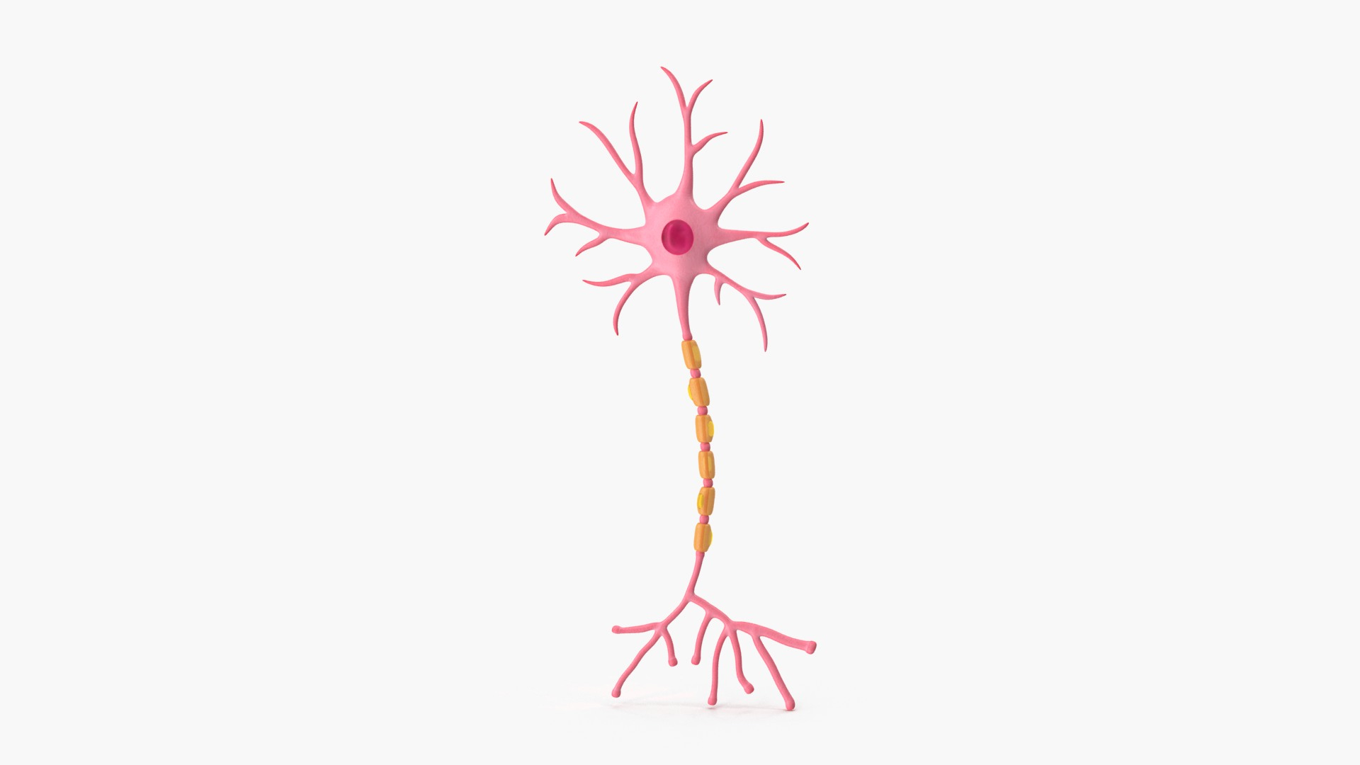 3D Neuron Anatomy - TurboSquid 2001382