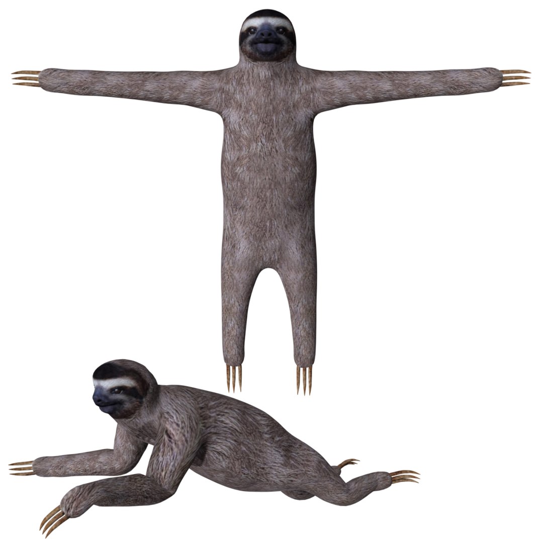 Sloth 3D model - TurboSquid 1768375