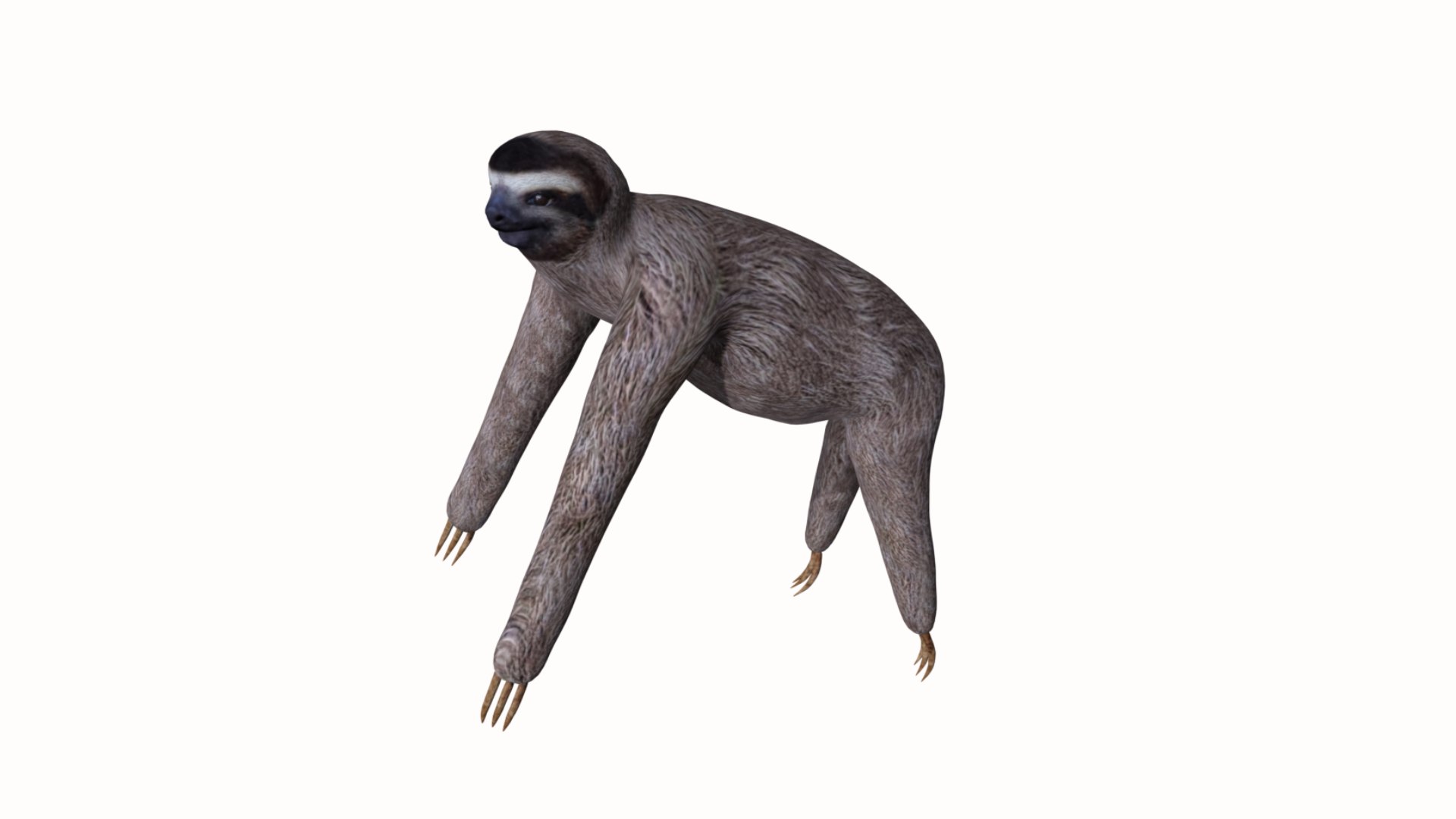 Sloth 3D model - TurboSquid 1768375