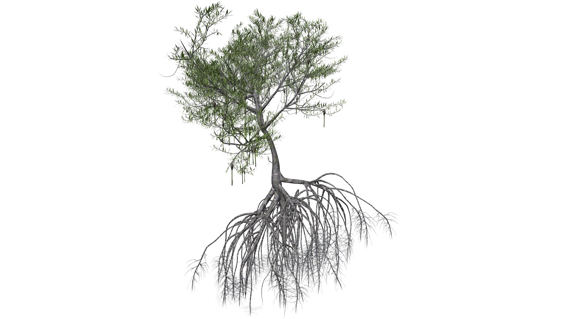 3D Red Mangrove Tree - 03 - - TurboSquid 2377702