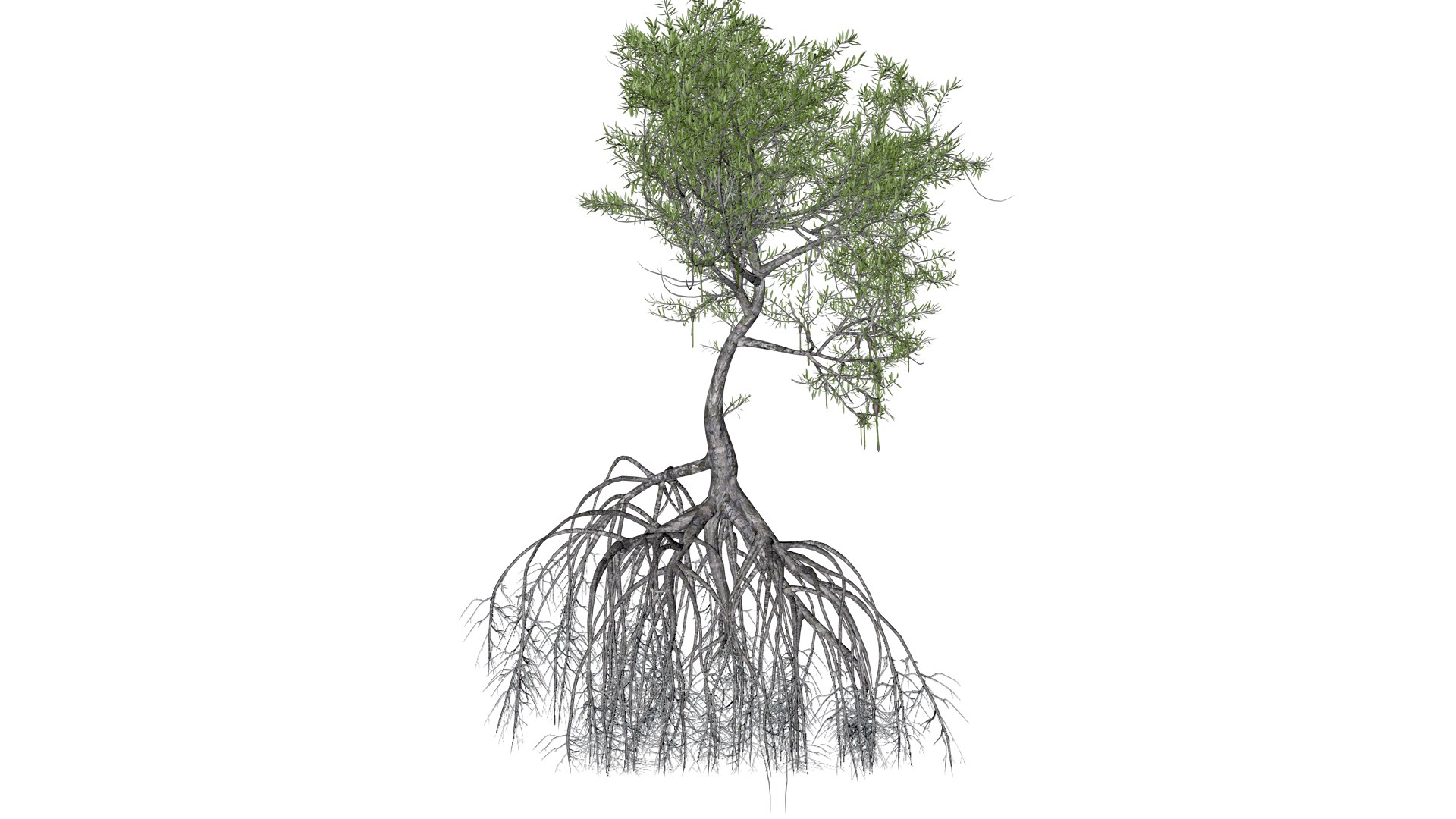 3D Red Mangrove Tree - 03 - - TurboSquid 2377702