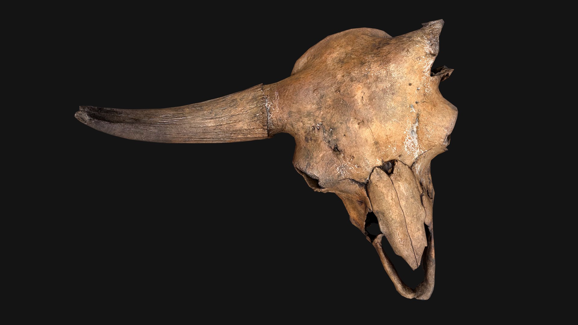 3D Model Bull Cow Skull - TurboSquid 2097703