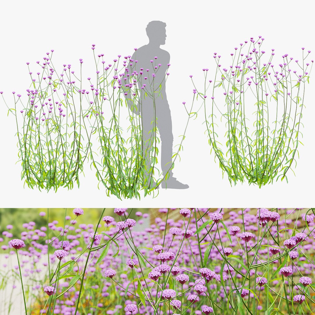 3D Model Verbena Bonariensis Flower - TurboSquid 1975087