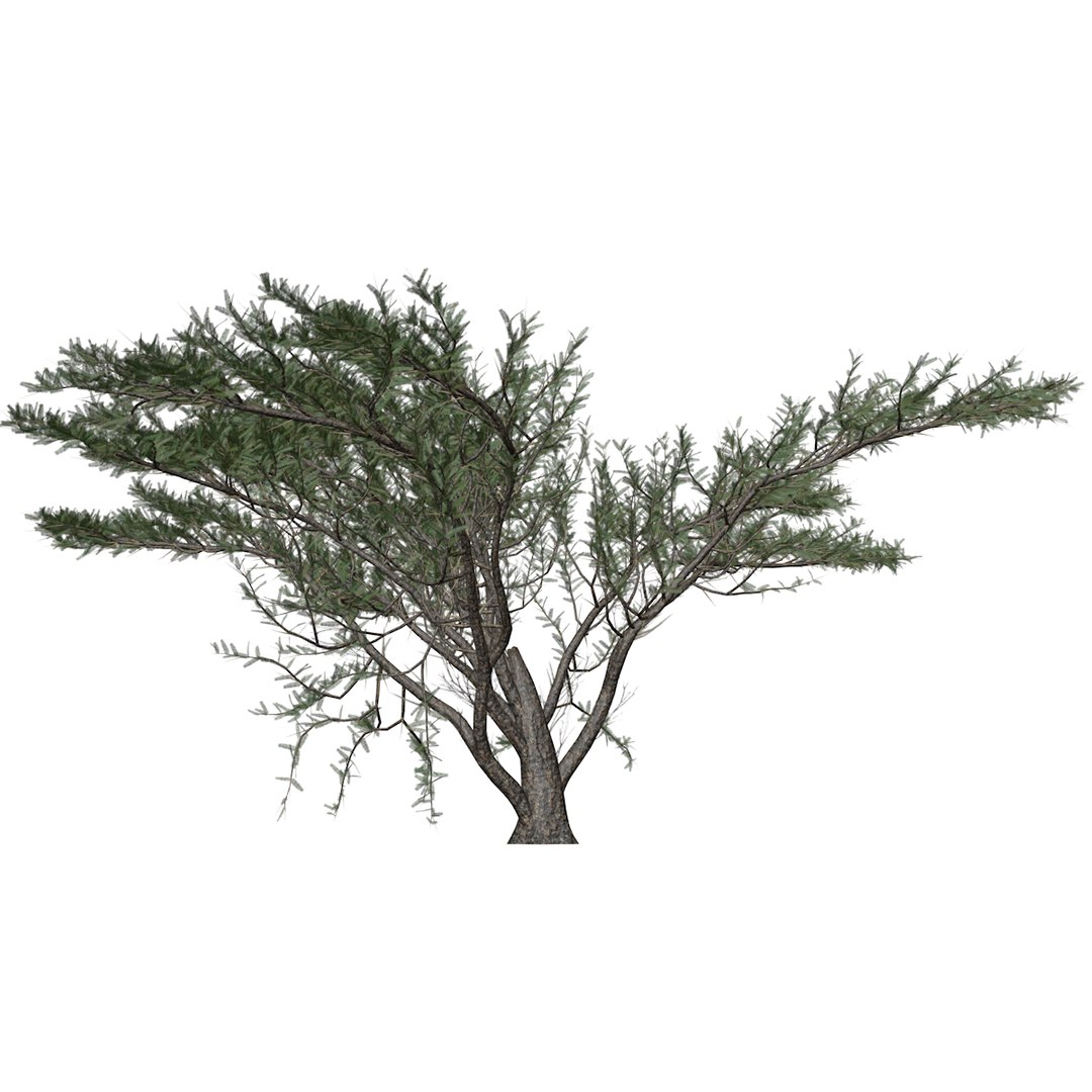 Umbrella Thorn Tree - 05 - Model - TurboSquid 2377853