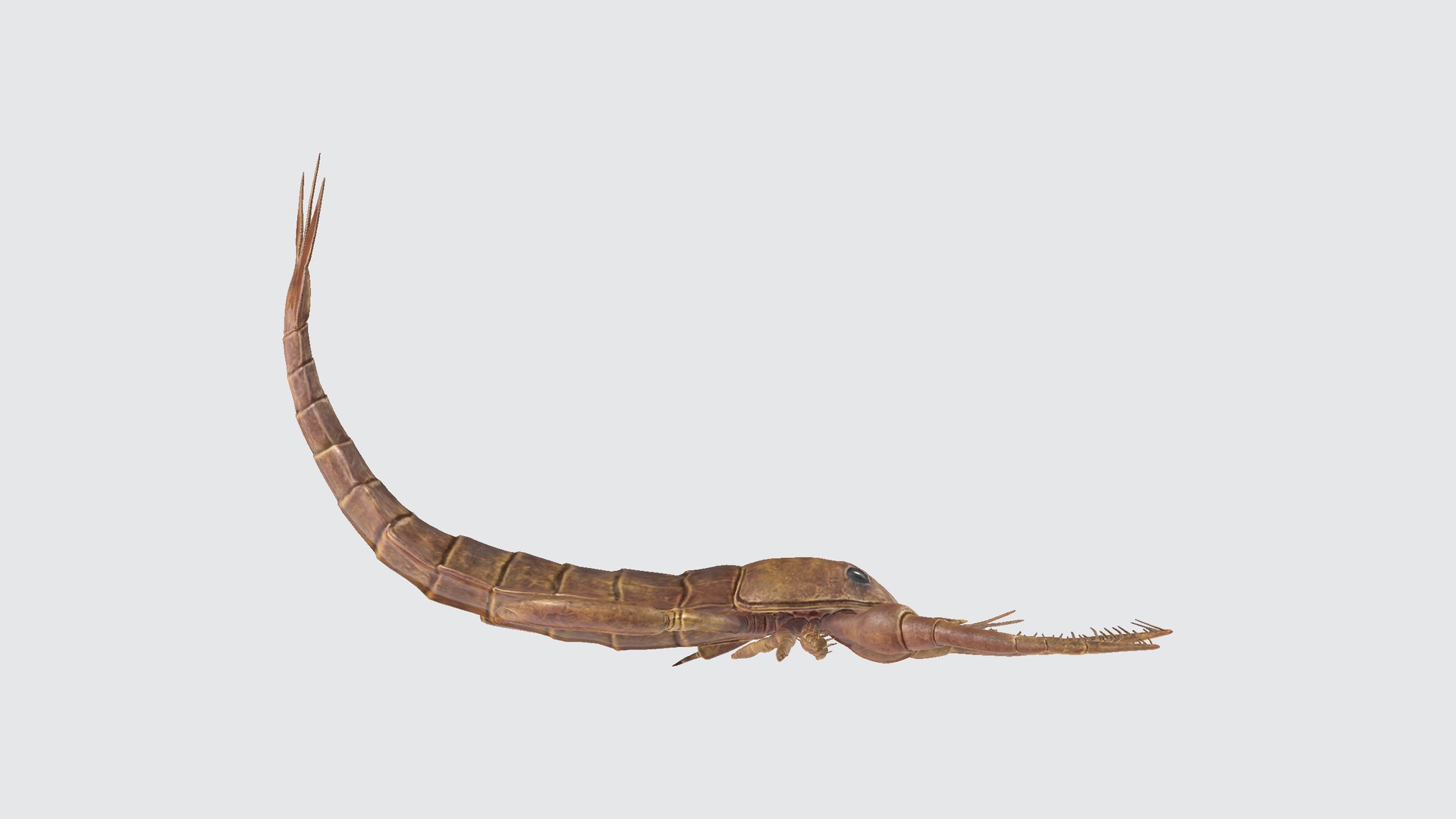 3D Model Jaekelopterus - TurboSquid 2346164