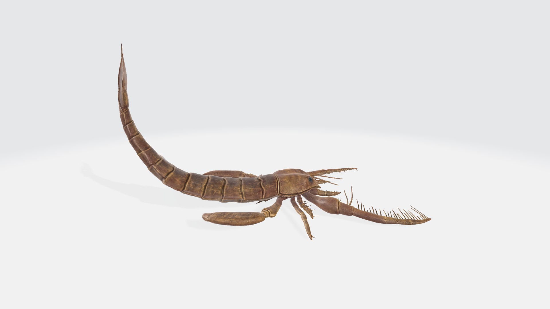 3D Model Jaekelopterus - TurboSquid 2346164