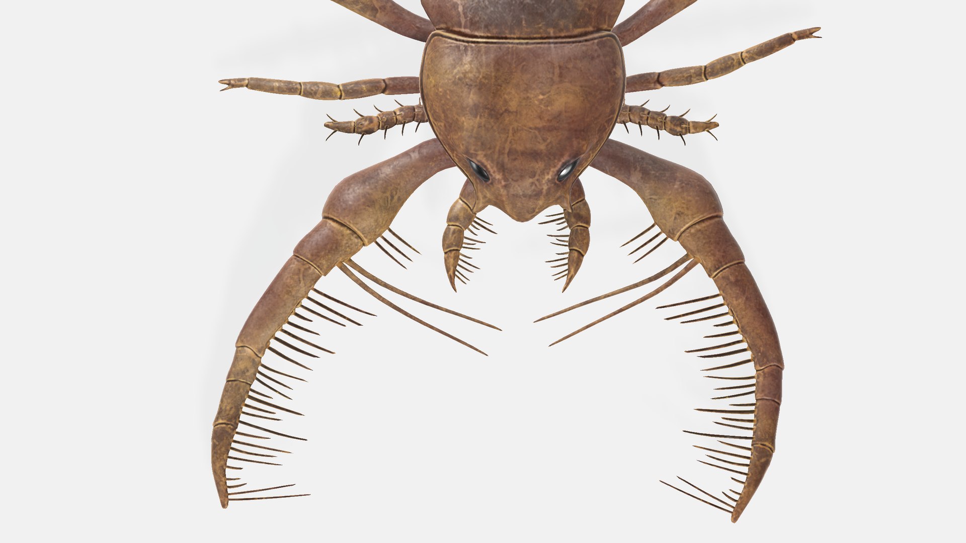 3D Model Jaekelopterus - TurboSquid 2346164