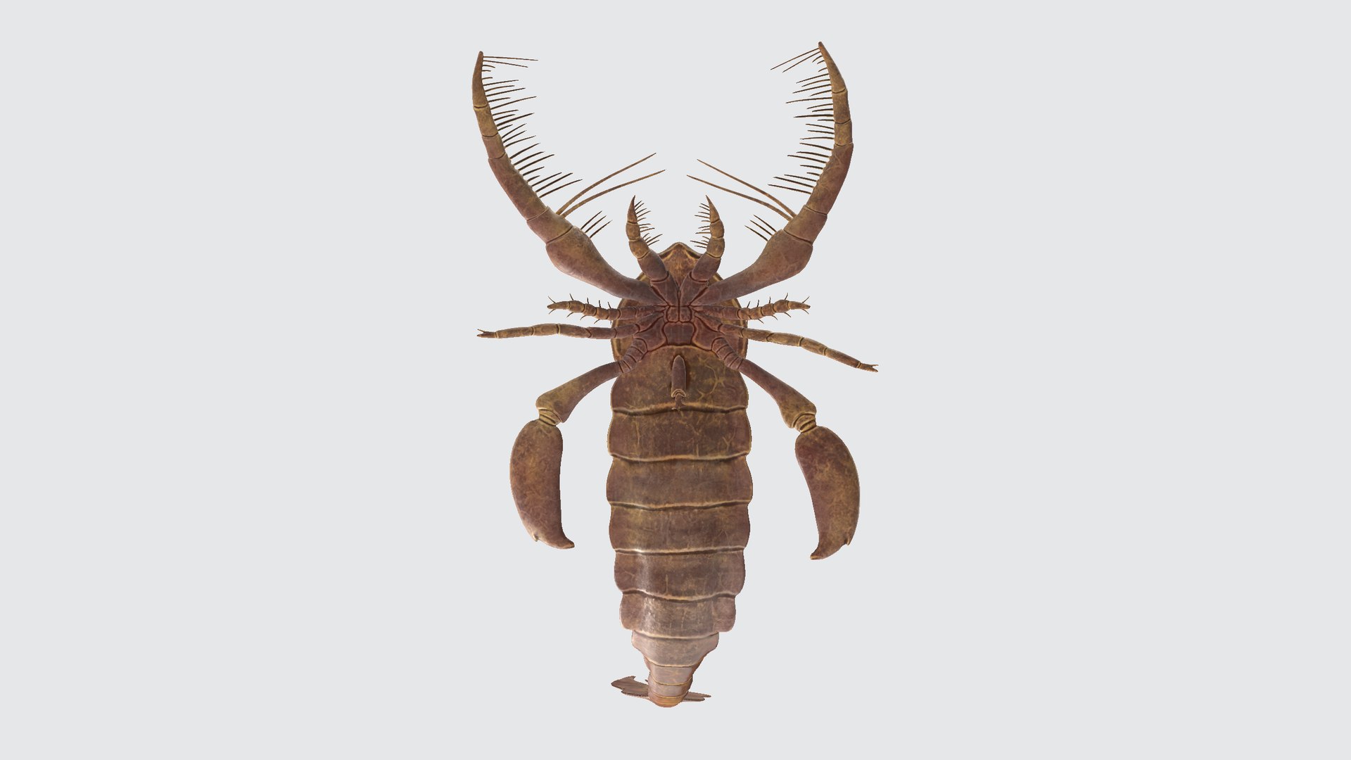 3D Model Jaekelopterus - TurboSquid 2346164