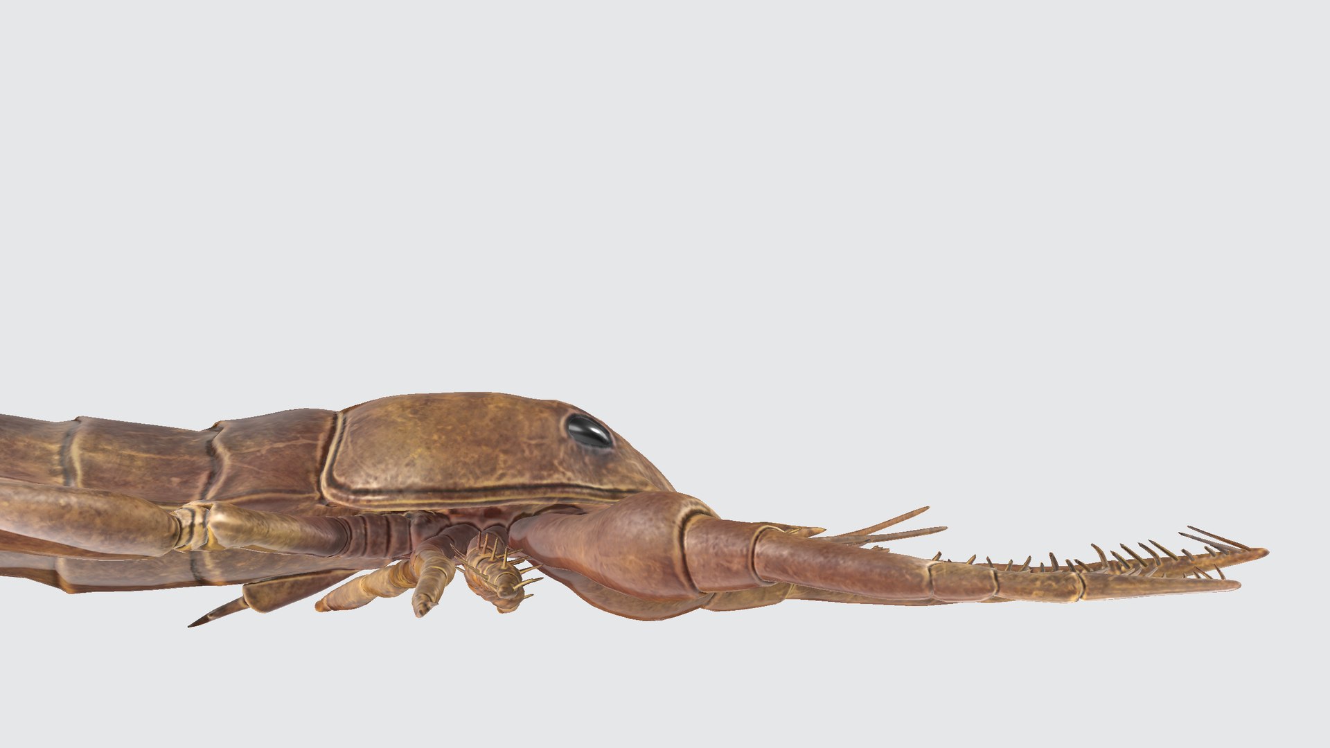 3D Model Jaekelopterus - TurboSquid 2346164