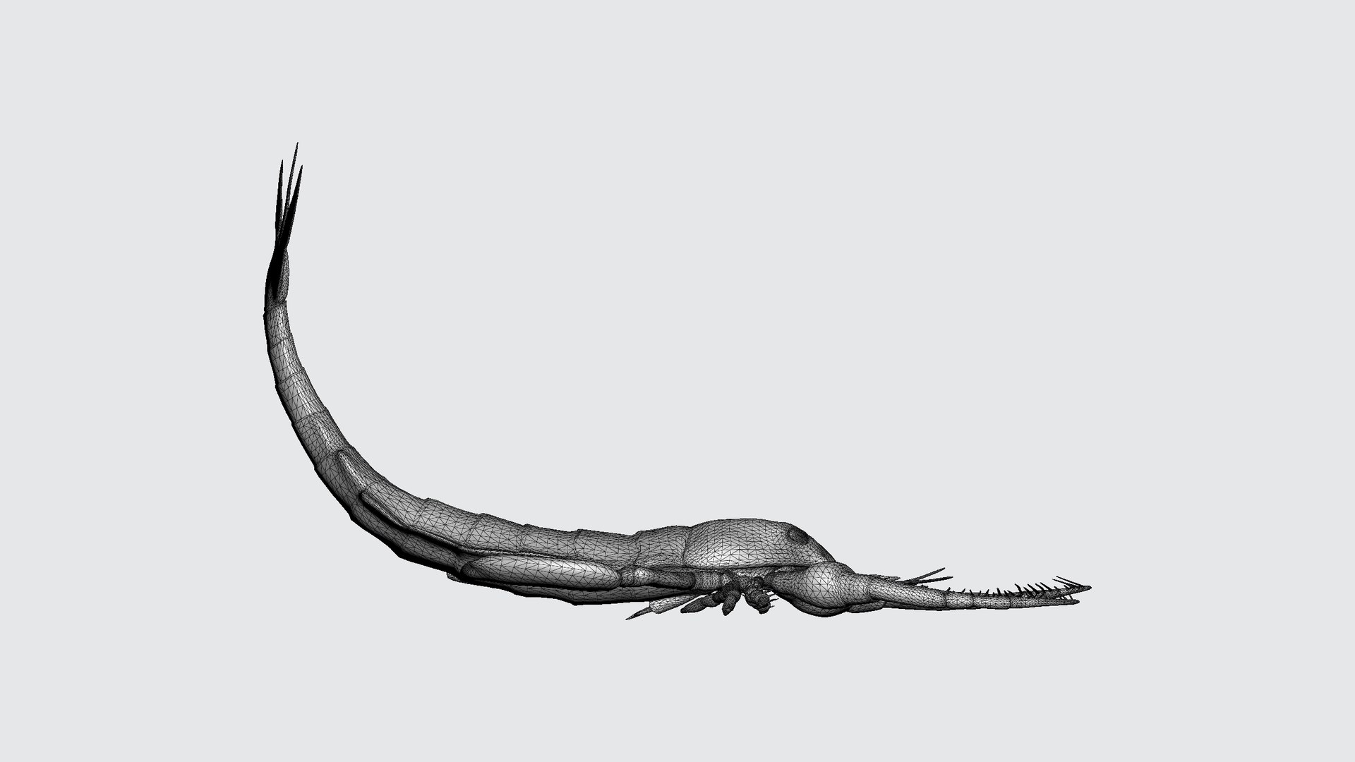 3D Model Jaekelopterus - TurboSquid 2346164