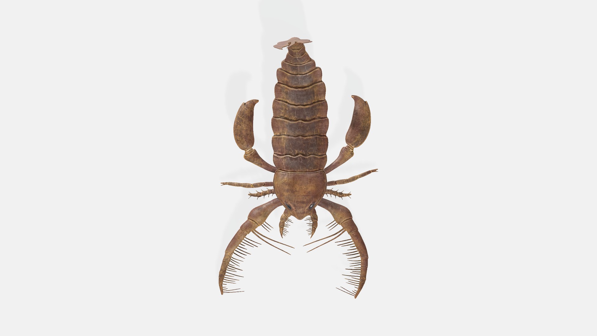 3D Model Jaekelopterus - TurboSquid 2346164