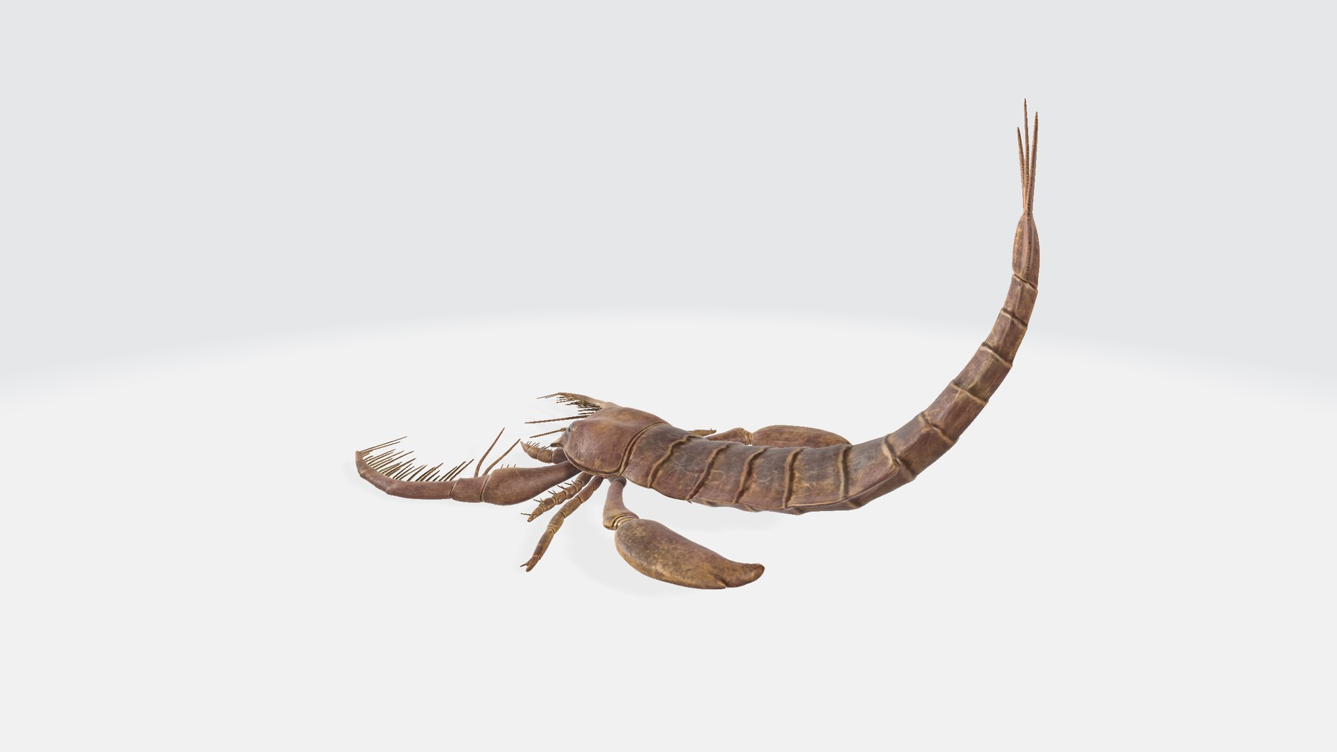 3D Model Jaekelopterus - TurboSquid 2346164