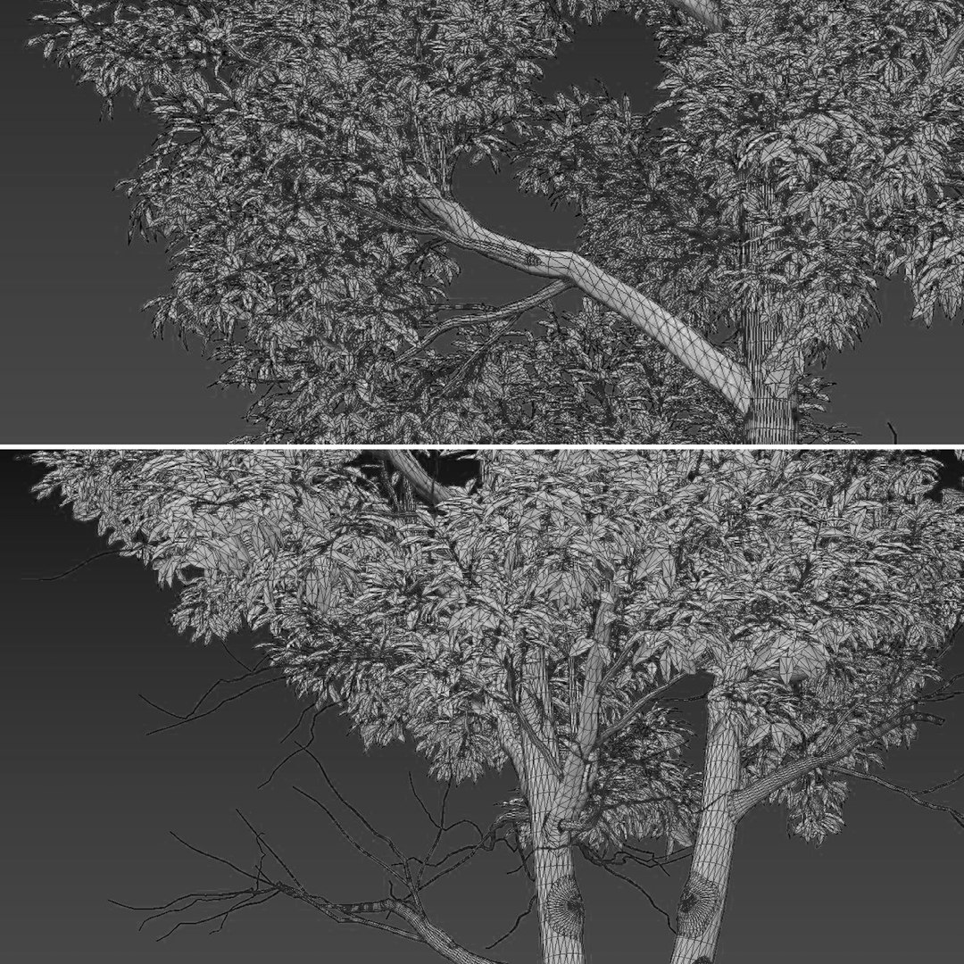 Set Of Eucalyptus Robusta Trees Swamp Mahogany - 2 Trees 3D Model ...