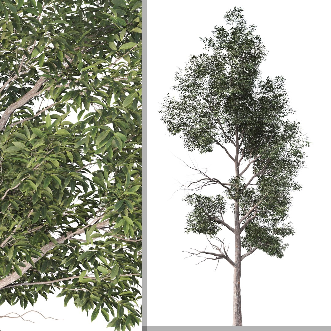 Set Of Eucalyptus Robusta Trees Swamp Mahogany - 2 Trees 3D Model ...