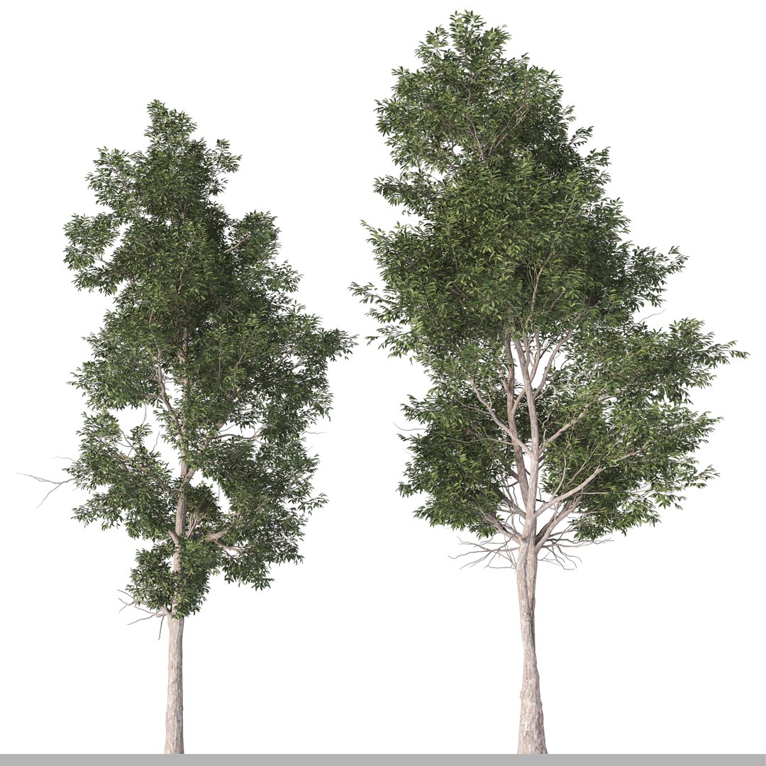 Set Of Eucalyptus Robusta Trees Swamp Mahogany - 2 Trees 3D Model ...