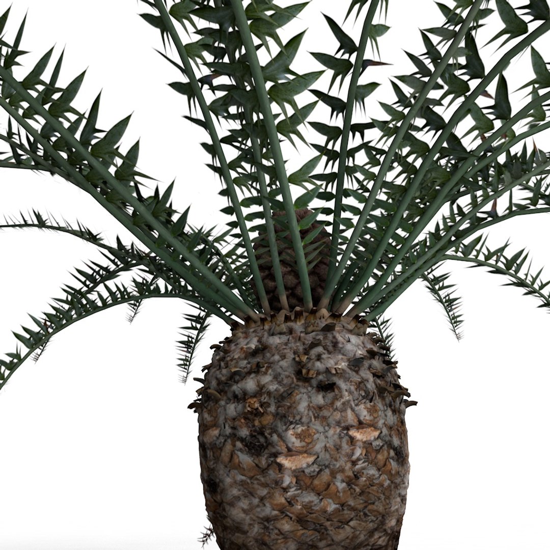 Cycas C4d